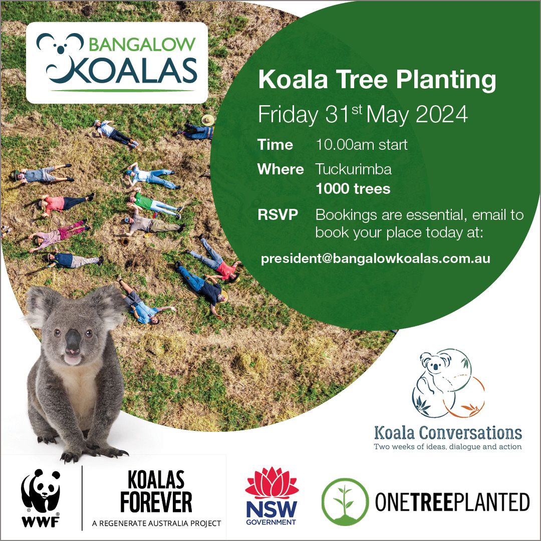 Koala Tree Planting 31st May 2024 - Bangalow Koalas