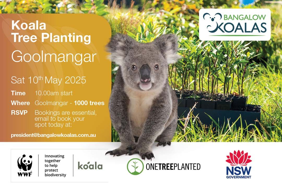 Koala Tree Planting 10th May 2025 - Bangalow Koalas