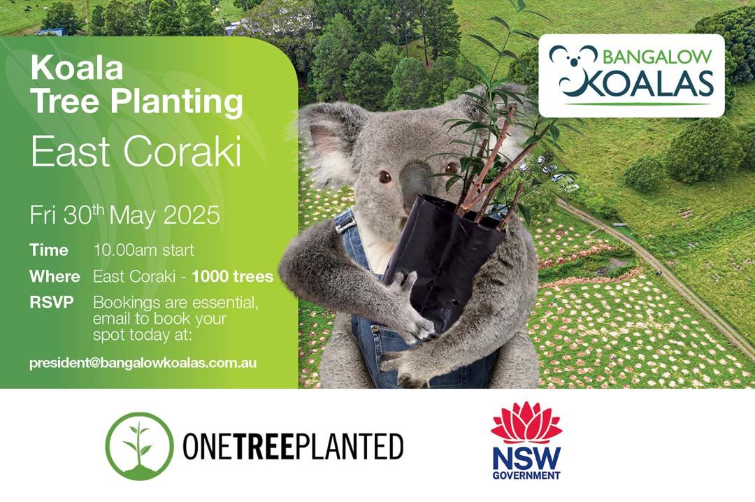 Koala Tree Planting 30th May 2025 - Bangalow Koalas