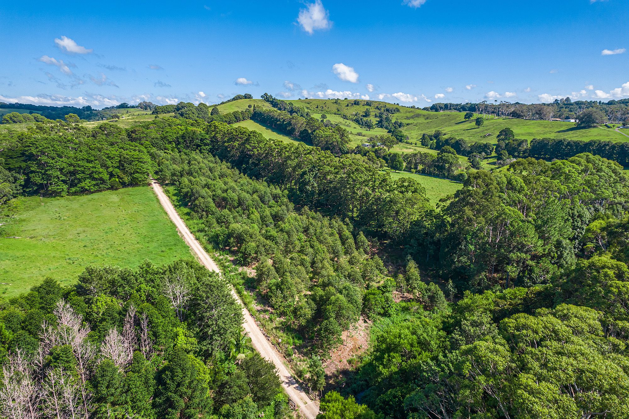 Our Wildlife Corridor - Bangalow Koalas